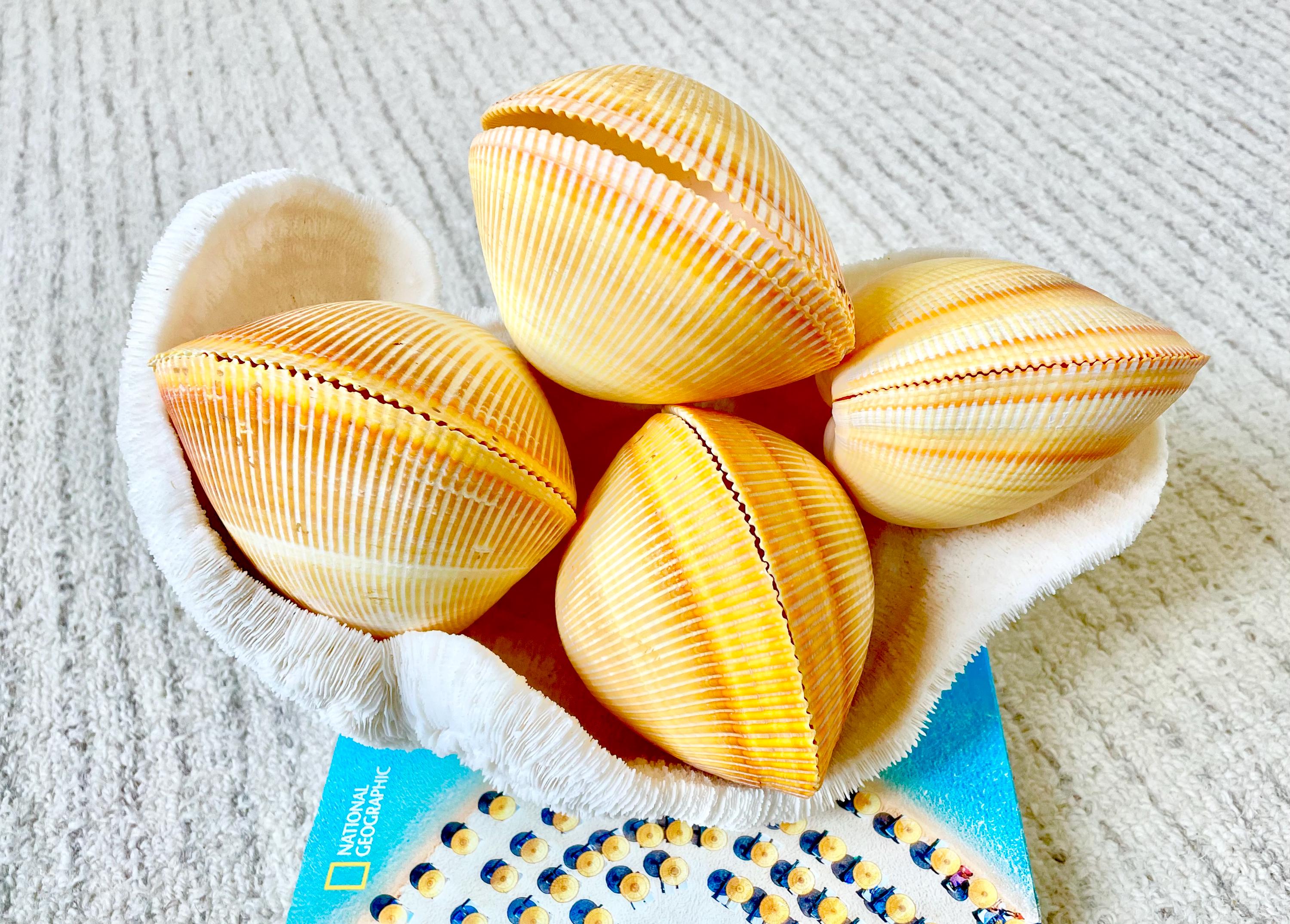 Clams/Mussels – Sanibel Coral and Shells