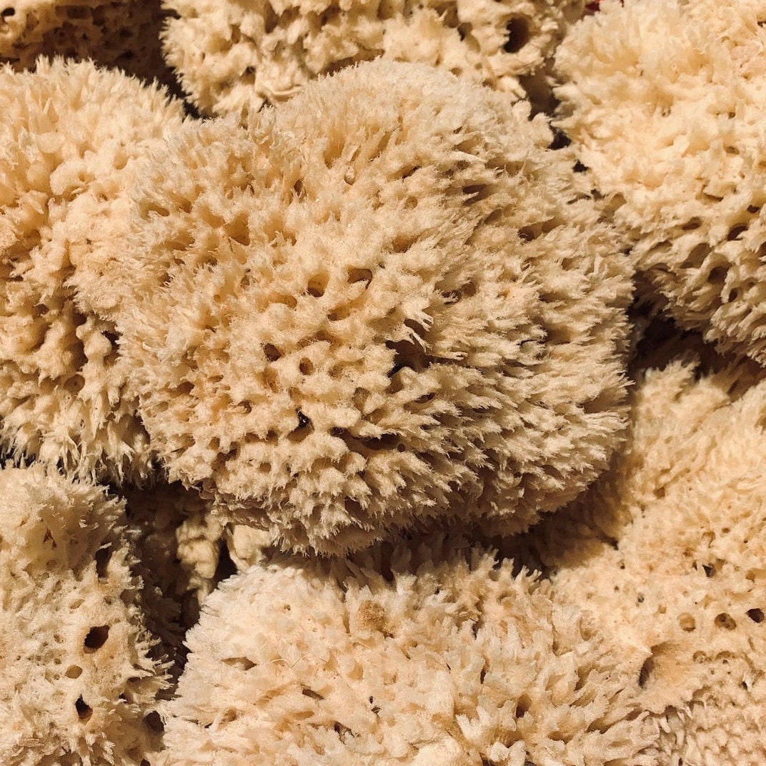 Natural Sea Sponges *You Choose Size* Brown Beach Coastal Home Décor P ...