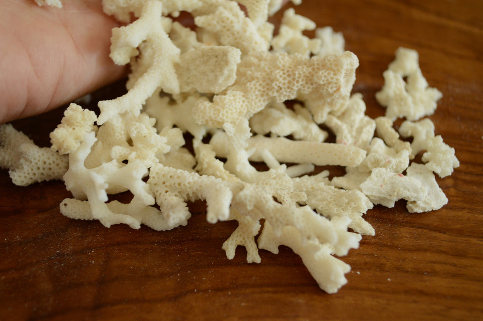 White Coral Rubble 2-4" Pieces *You Choose Size* Craft Seashells Shell ...