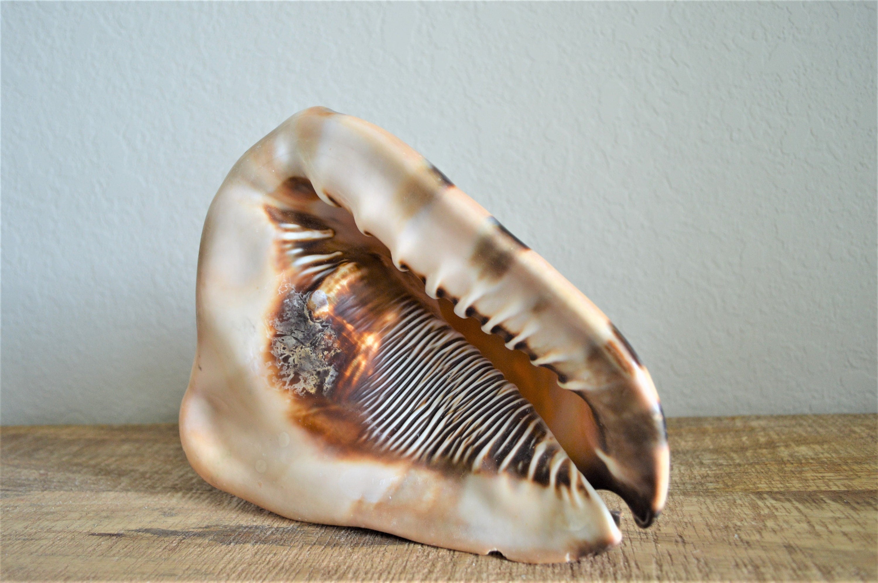 KING HORNED HELMET Shell *All Sizes* Natural Brown Patterned Display S ...