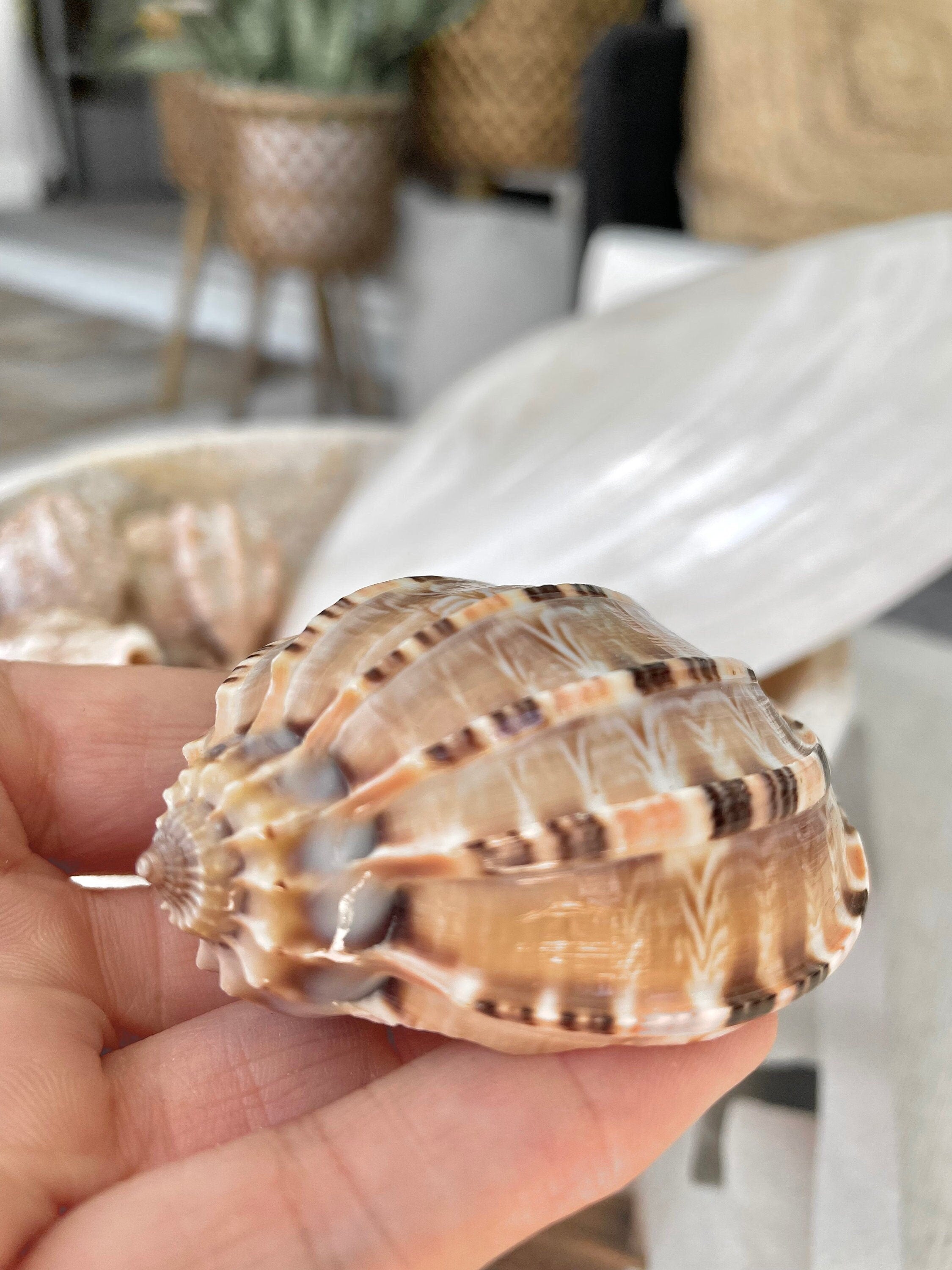 MAJOR HARP SHELLS *All Sizes* Natural Brown Peach Striped Display Seas ...