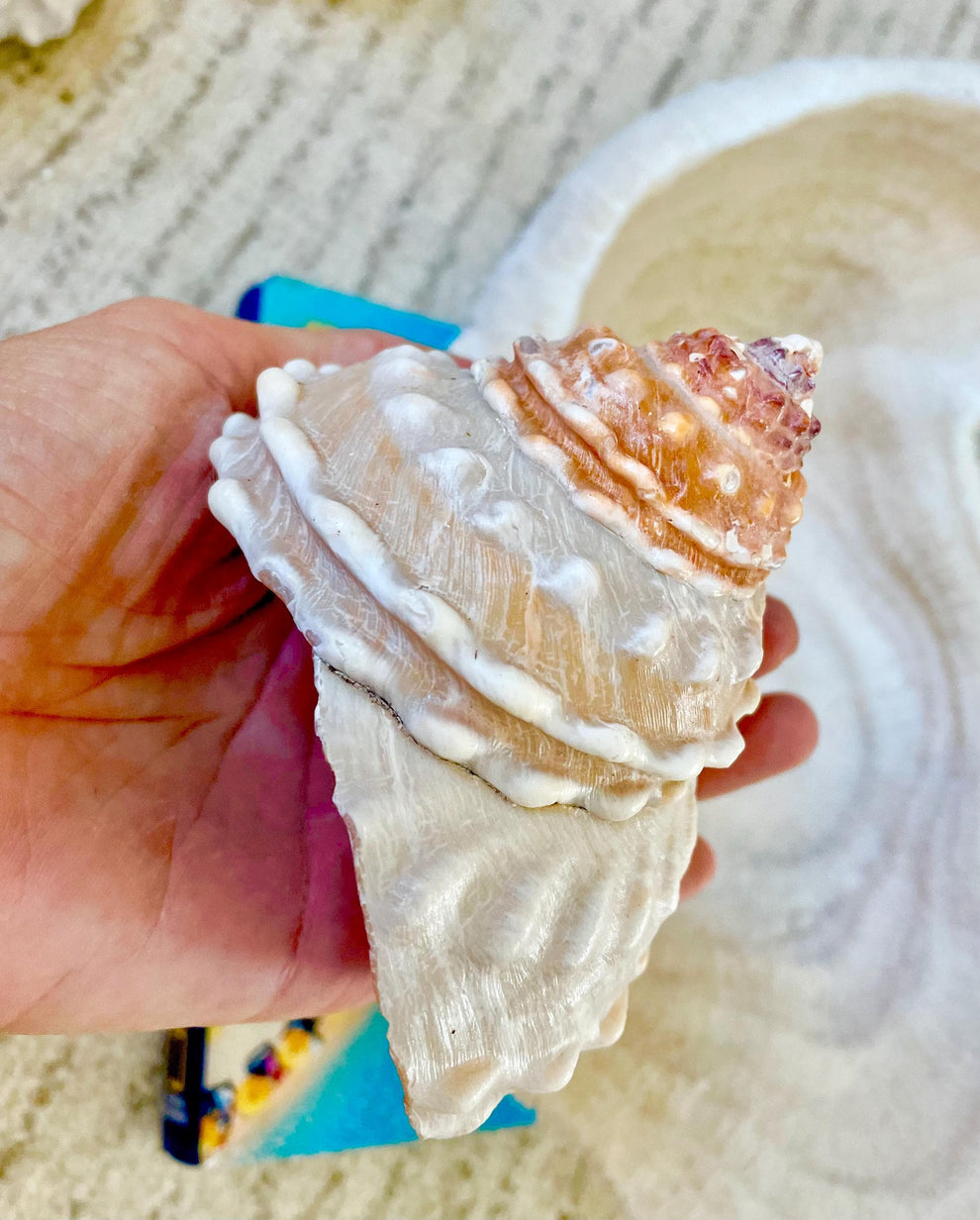 ORANGE WAVY TROCHUS Shell 4-4.5" Turban Pyramid Display Seashell Home ...